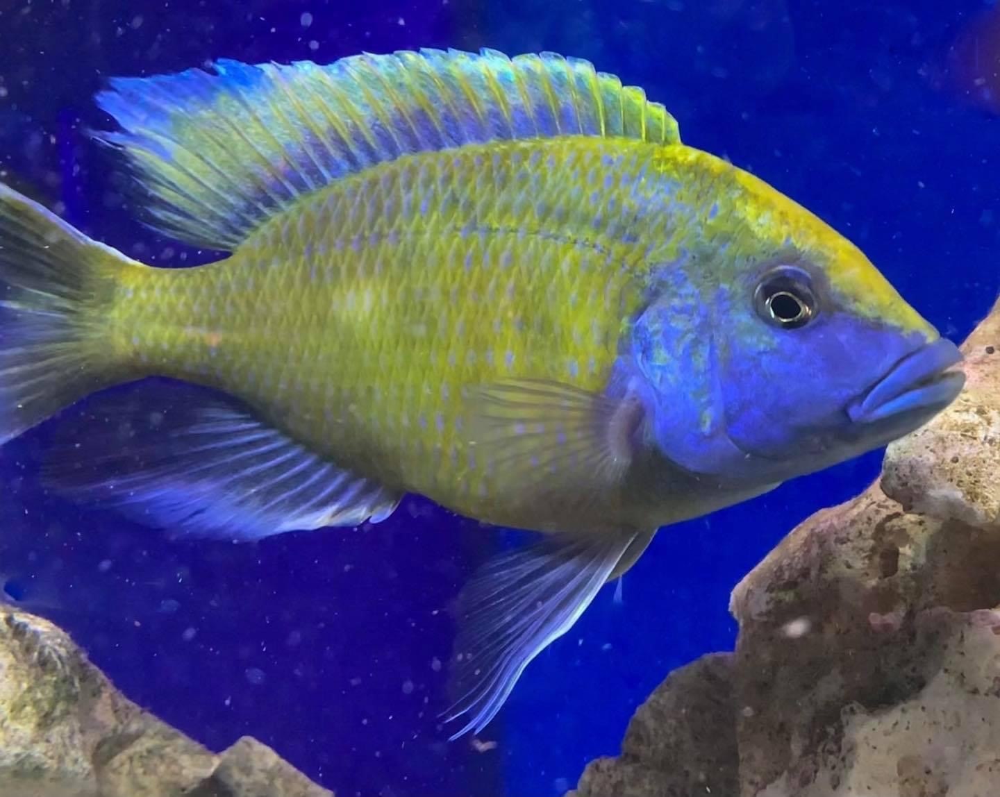Venustus Hap-Nimbochromis venustus