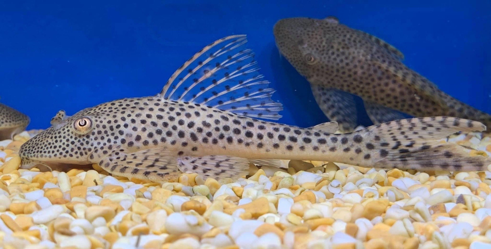 Bluefin Thresher Plec - Isorineloricaria villarsi