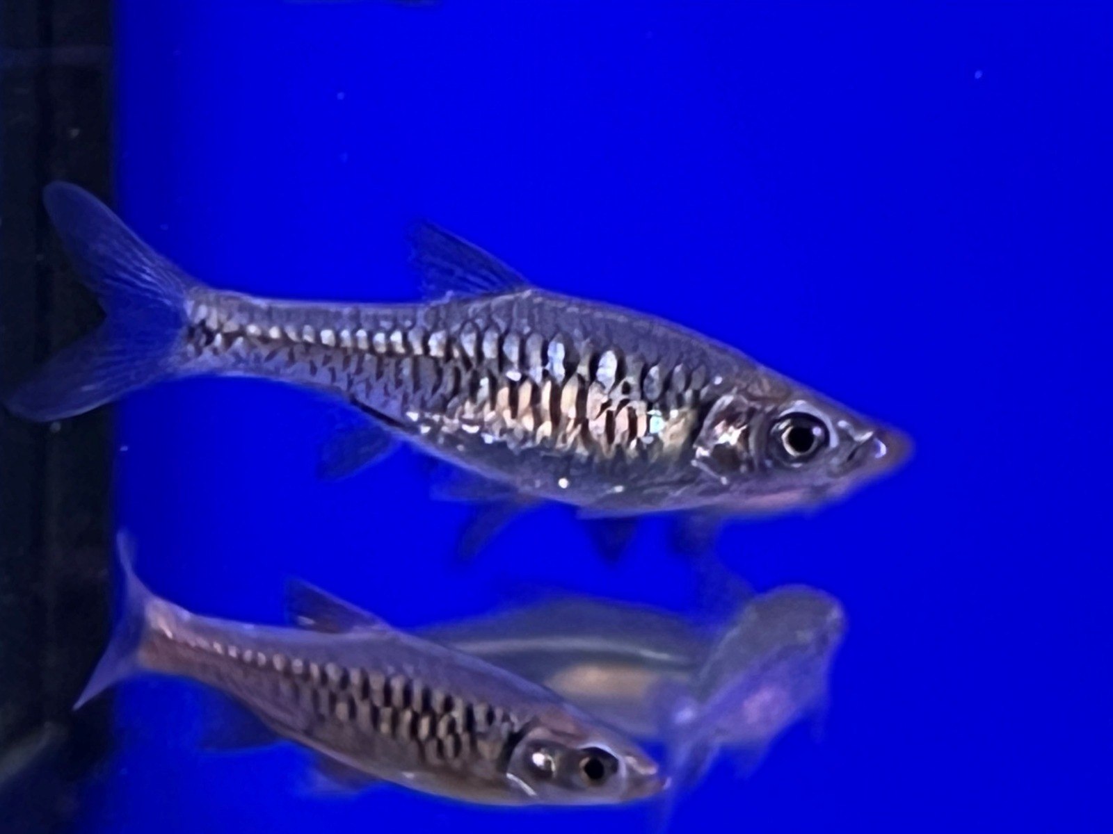 Volcano Rasbora-Rasbora vulcanus