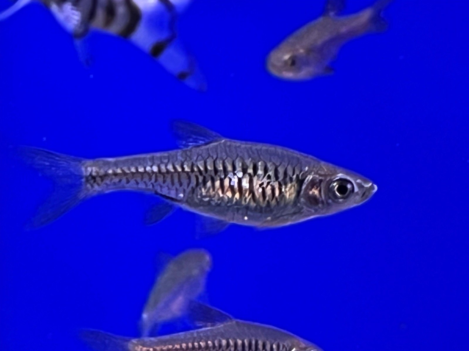 Volcano Rasbora-Rasbora vulcanus