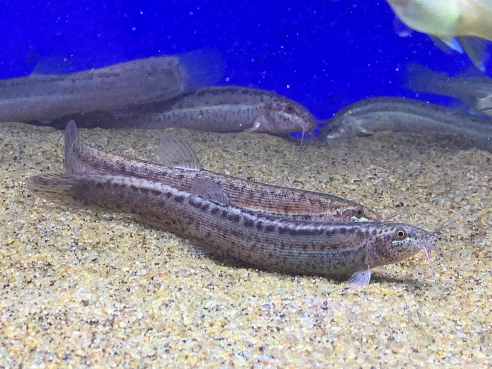Weather Loach-Misgurnus anguillicaudatus