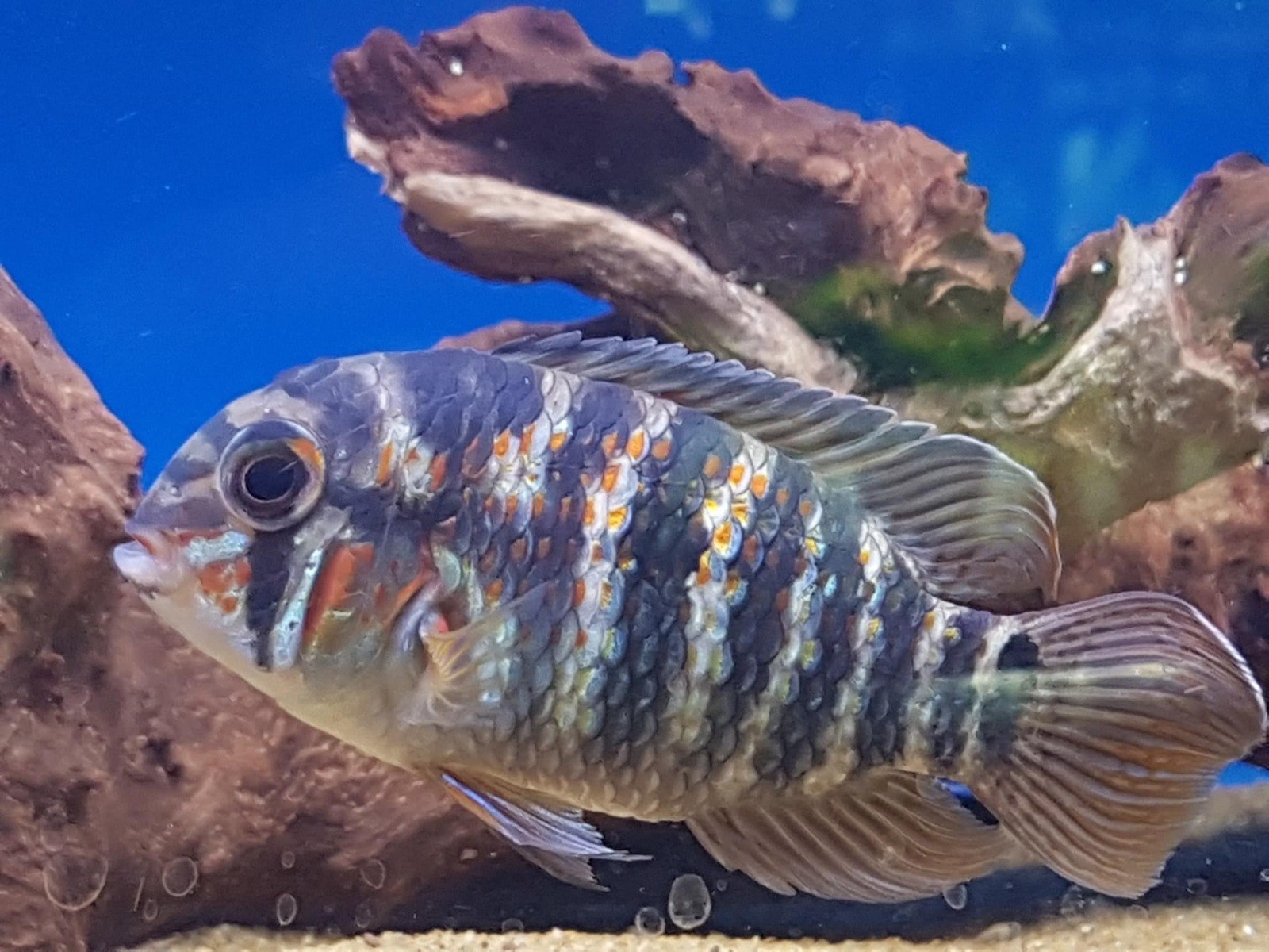 Red-cheek Krobia. Krobia xinguensis