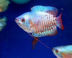 Dwarf Gourami-Trichogaster fasciata (formerly lalius)
