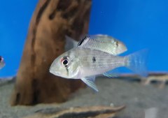 Threadfin Acara-Acarichthys heckelii