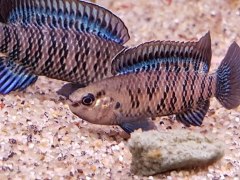 Chameleon Fish-Badis badis