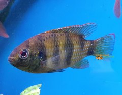 African Butterfly Cichlid-Anomalochromis thomasi