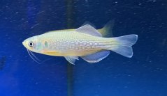 Moustached Danio-Danio dangila