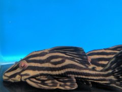 Royal Plec-L190-Panaque nigrolineatus