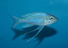 Ventralis Featherfin Cichlid-Ophthalmotilapia ventralis