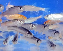 Blue Orfe-Leuciscus idus