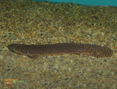 Ornate Bichir-Polypterus ornatipinnis