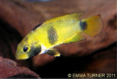 Panda Dwarf Cichlid-Apistogramma nijsseni
