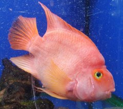Red Parrot Cichlid