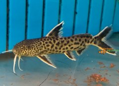 Petricola Catfish-Synodontis petricola