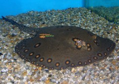 Motoro Stingray-Potamotrygon motoro