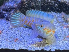 Rao's Snakehead - Channa andrao