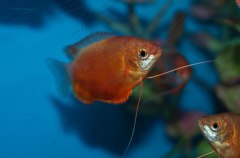 Red Robin Gourami-Trichogaster labiosa var.
