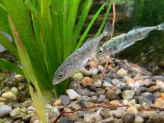 Stickleback-Gasterosteus aculeatus