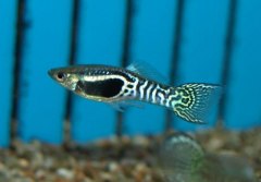 Endler"™s Guppy-Poecilia wingei