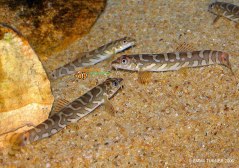Zodiac Loach-Mesonoemacheilus triangularis