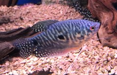 Blue Gourami-Trichopodus trichopterus