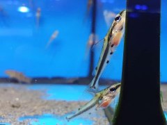 Shadow Catfish-Hyalobagrus flavus