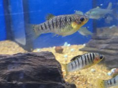 Humpbacked Limia-Limia nigrofasciata