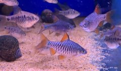 Checkered Barb-Oliotius oligolepis