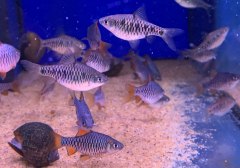 Checkered Barb-Oliotius oligolepis