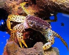 Panther crab - Parathelphusa pantherina