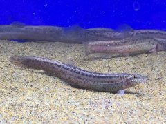 Weather Loach-Misgurnus anguillicaudatus