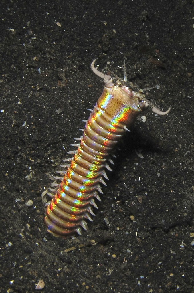 Bobbit Worm found at Maidenhead Aquatics at Woking