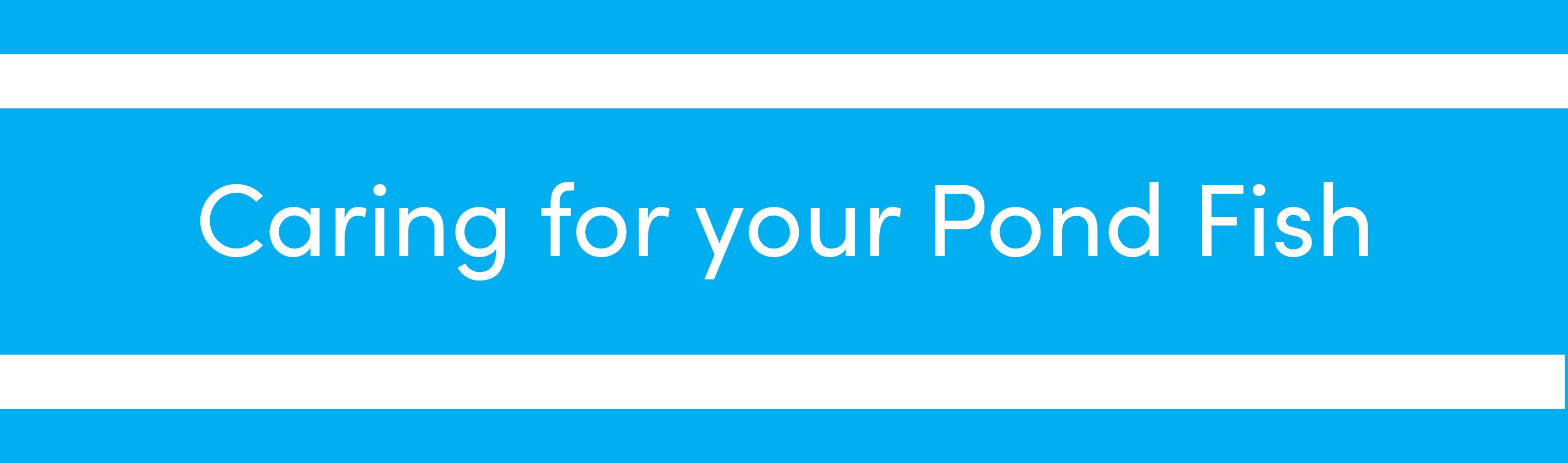 Caring for your Pond fish