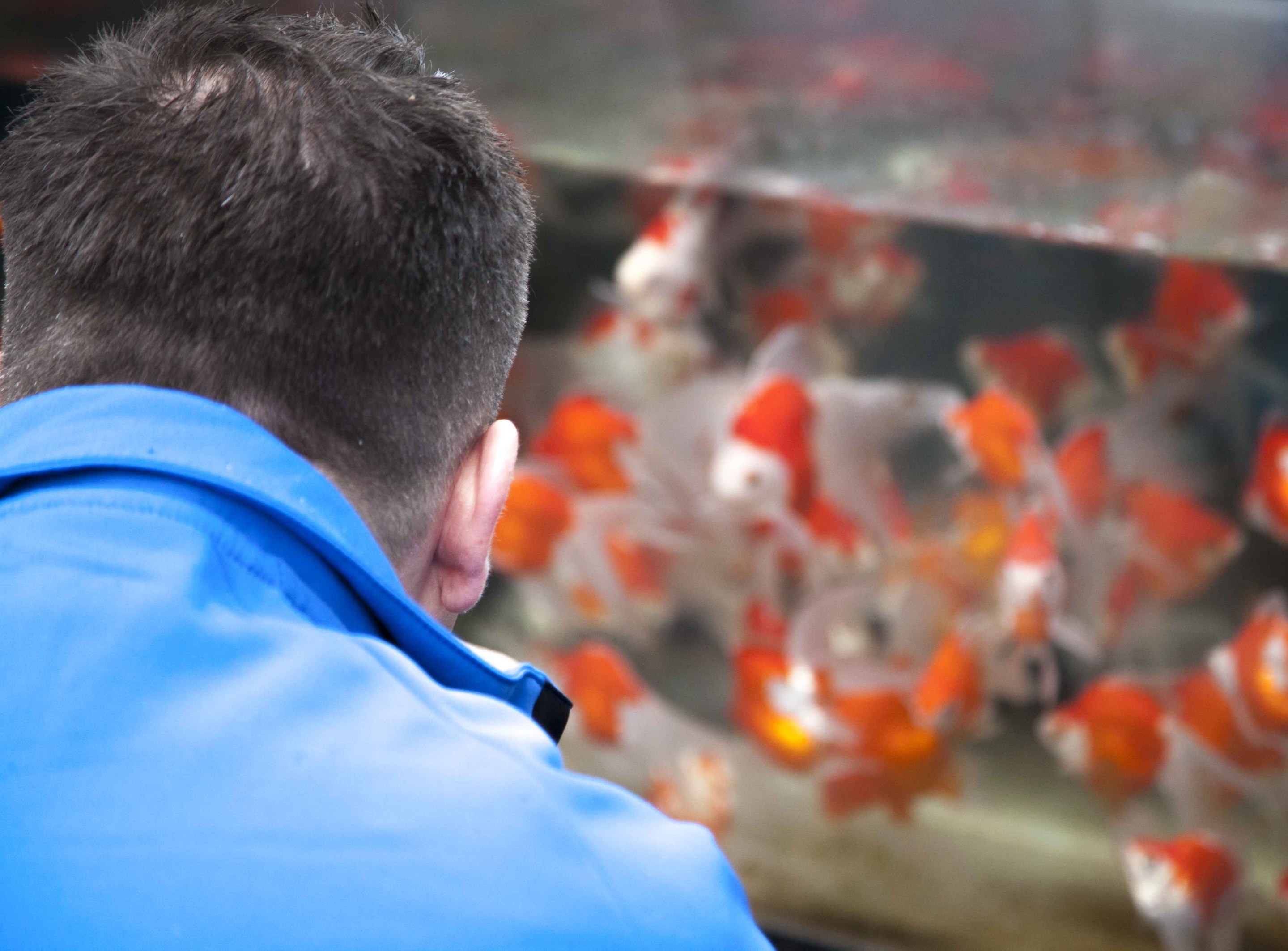 Japanese Fancy Goldfish 'Sabao' (also known as 'Tamasaba') Available At ...