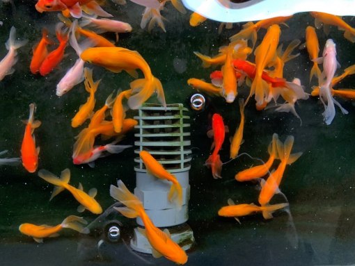Taking Care of Goldfish in a Pond
