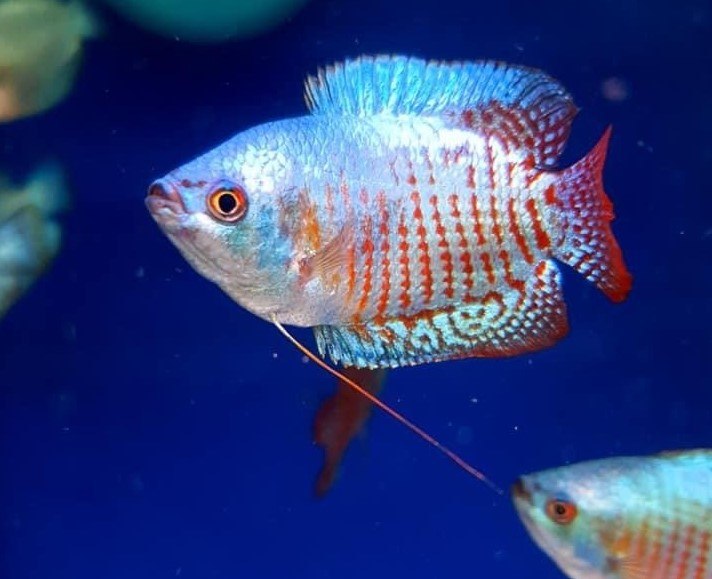 Dwarf Gourami-Trichogaster fasciata (formerly lalius)