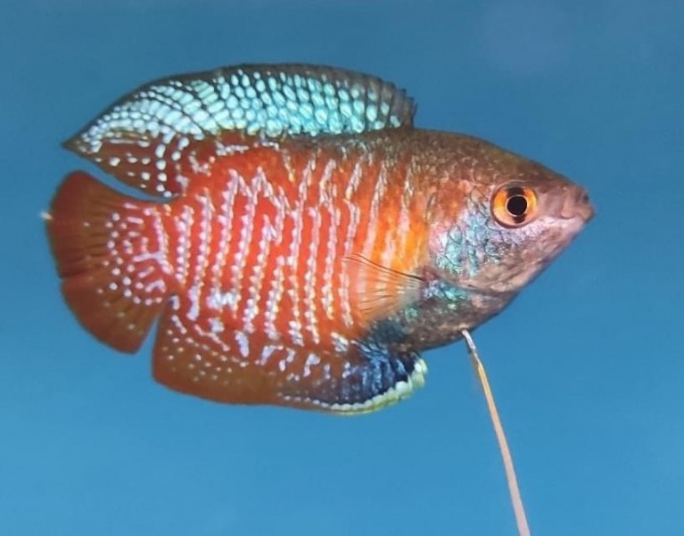 Dwarf Gourami-Trichogaster fasciata (formerly lalius)