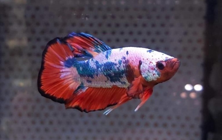 Siamese Fighter-Betta splendens