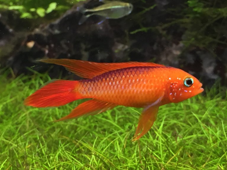 Agassiz's Apisto-Apistogramma agassizii