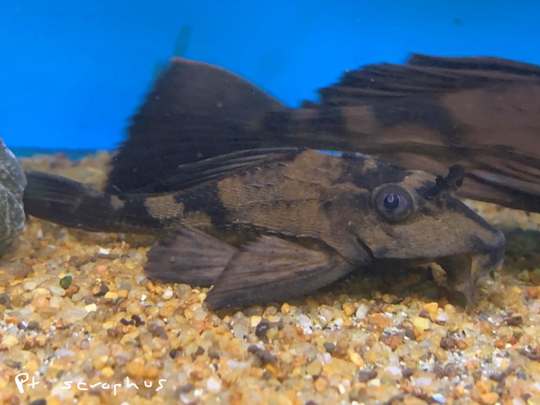 Alligator Plec-Pterygoplichthys scrophus