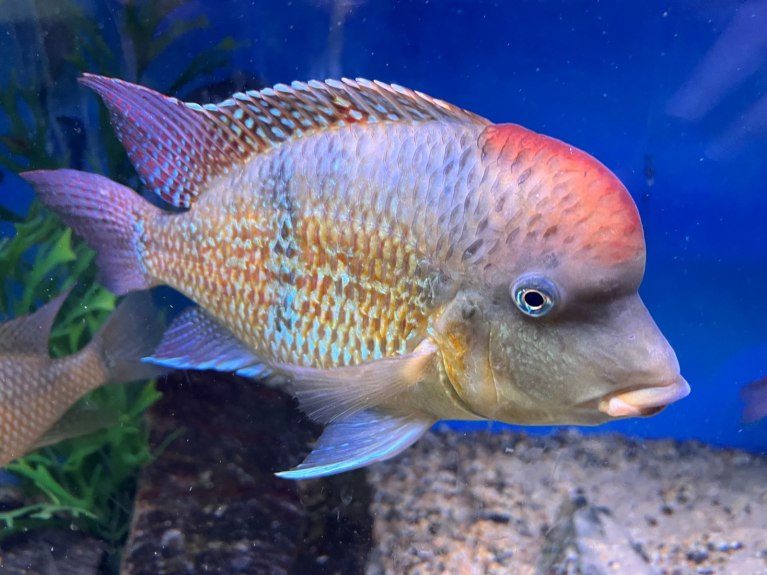 Gold dust eartheater - Geophagus sp. 'Alto Sinu'