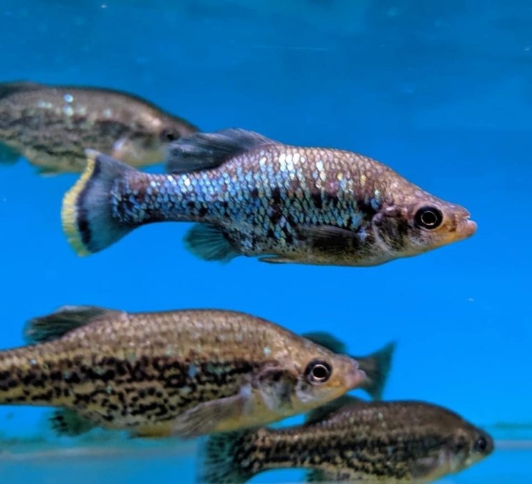 Butterfly Goodeid-Ameca splendens