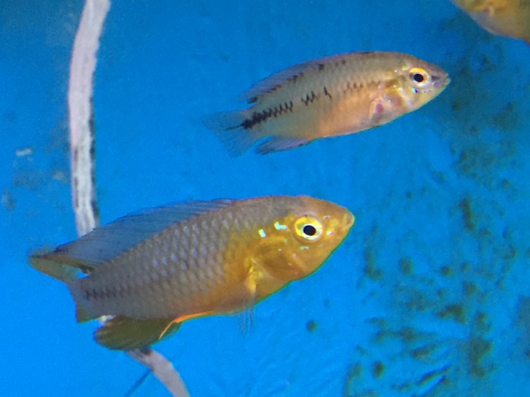 Yellow Dwarf Cichlid-Apistogramma borellii