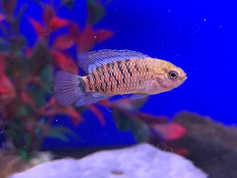 Chameleon Fish-Badis badis