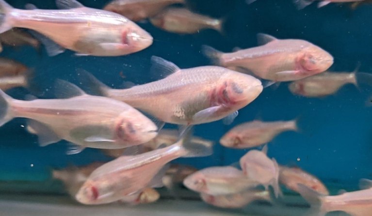 Blind Cavefish-Astyanax mexicanus