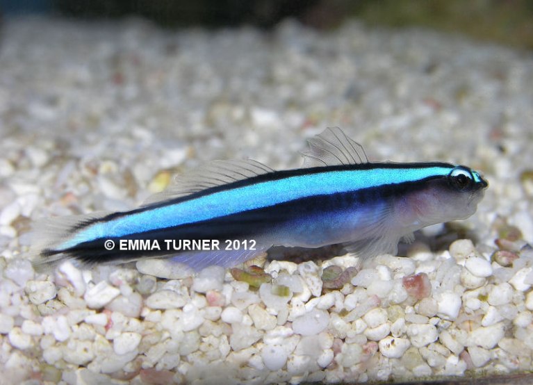 Blue Neon Goby-Elacatinus oceanops