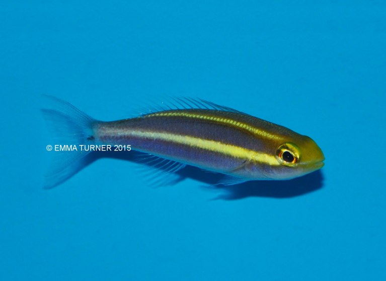 Blue Whiptail-Pentapodus emeryii