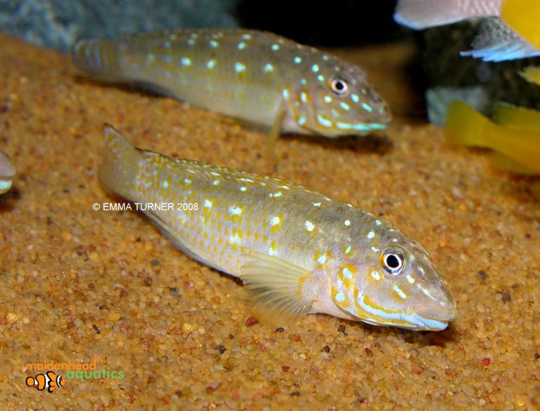 Blue-spotted Goby Cichlid-Spathodus erythrodon