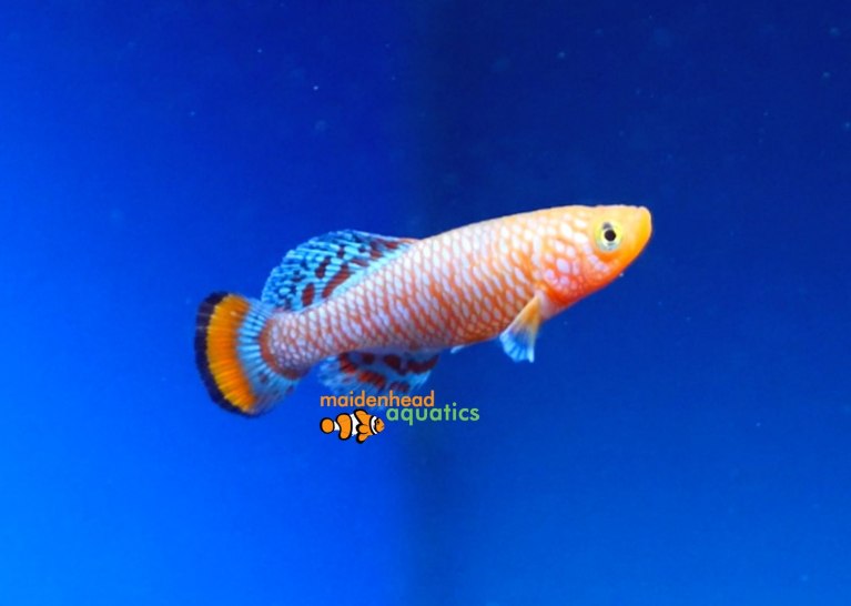 Bluefin Notho-Nothobranchius rachovii