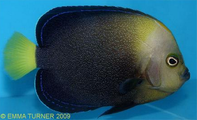 Bluespotted Angelfish-Chaetodontoplus caeruleopunctatus